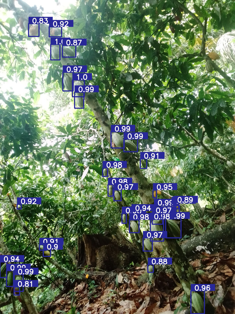 Automatic Cocoa fruit count using a mobile app and computer vision ...